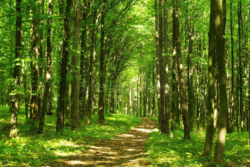 Green Forest Picture. Image: 7051594