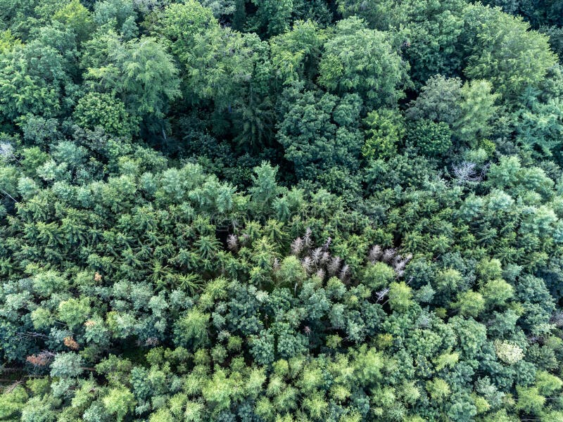Green Forest Aerial View from Above Stock Image - Image of deciduous ...