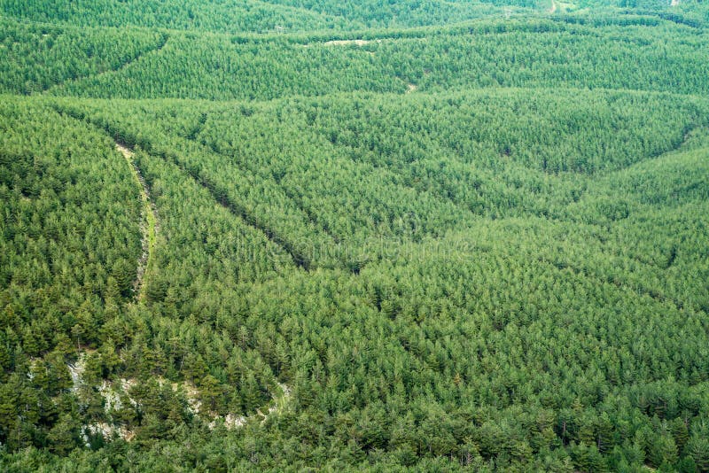 Green Forest Aerial View. Green Clean Fir-tree Forest from Above Stock ...