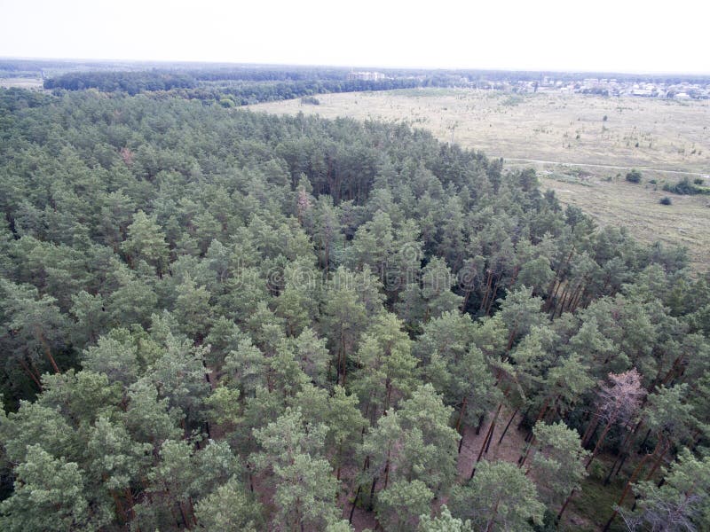 Green Forest, View from Above Stock Image - Image of pine, leaf: 178143351