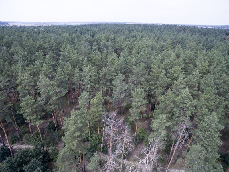Green Forest, View from Above Stock Image - Image of environment, path ...