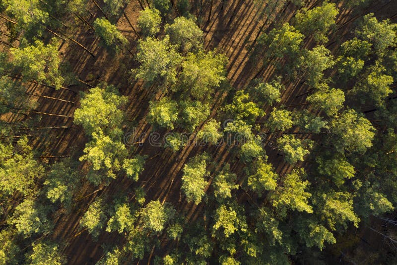Green Forest, View from Above Stock Image - Image of green, outdoor ...