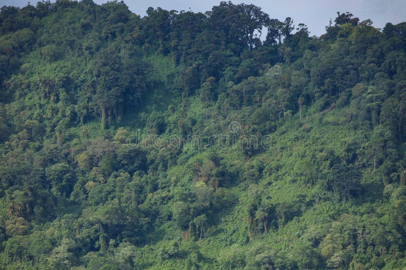 Green Forest Background, Branches of Large Trees with Foliage Stock ...