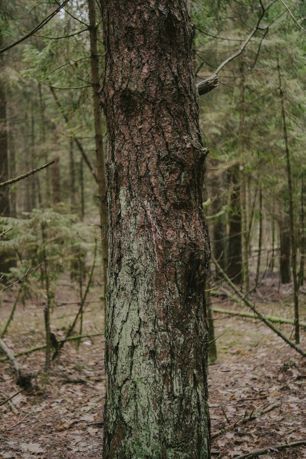 Green Forest Background stock image. Image of bark, forest - 372207911