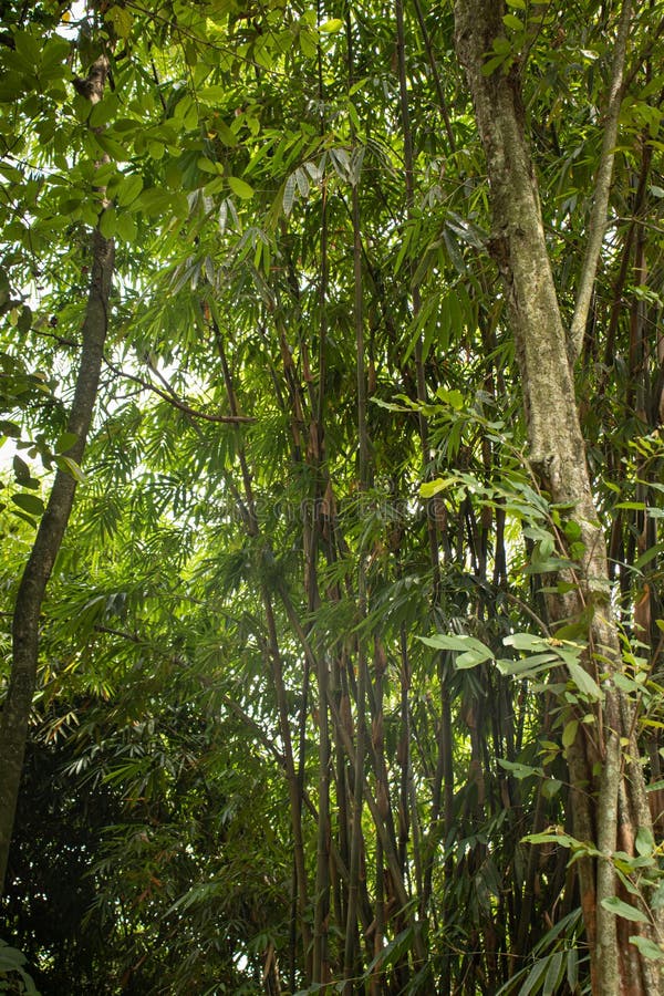Green Forest of Bamboo Trees with Stalks and Leaves Stock Image - Image ...