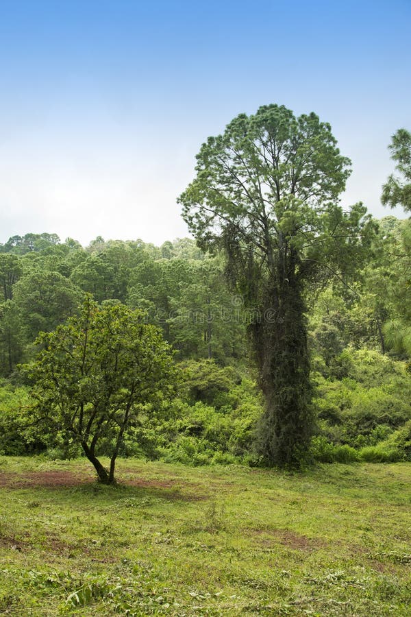 Green forest stock photo. Image of path, coniferous, tapalpa - 56122908
