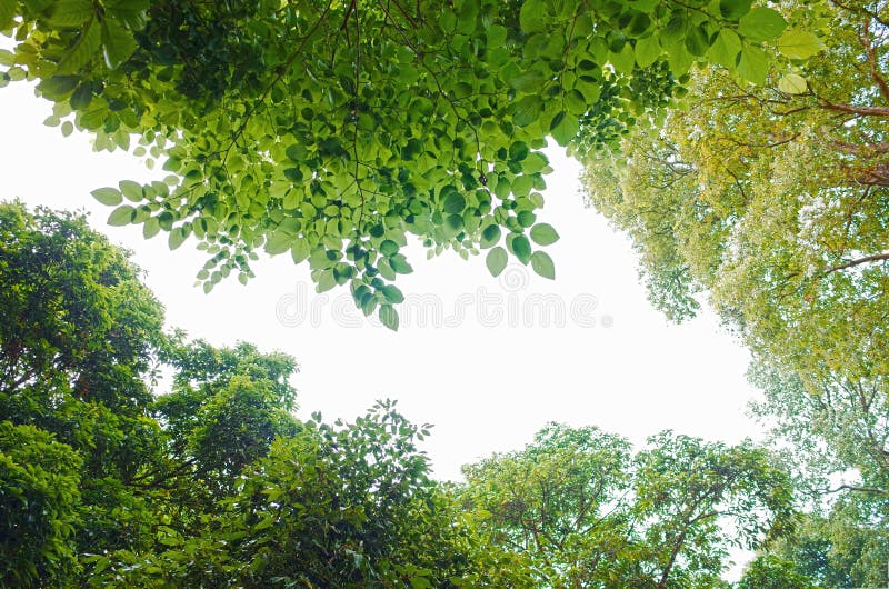 Green Forest from Below on White Stock Image - Image of beauty ...