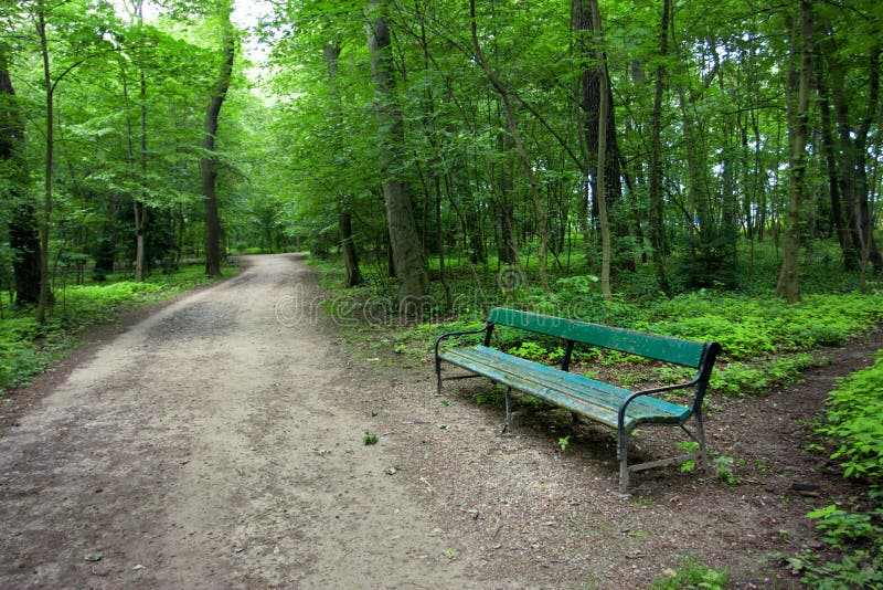 Green Forest with a Bench on the Road Stock Photo - Image of color ...