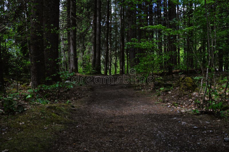 Pathway in the forest stock image. Image of grove, plant - 337618625