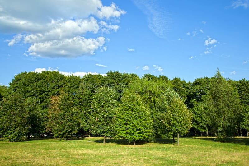 Green Forest with Blue Sky and Clouds Stock Image - Image of grass ...