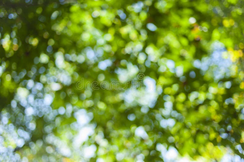 Green Forest Blur Bokeh Background Stock Photo - Image of garden ...