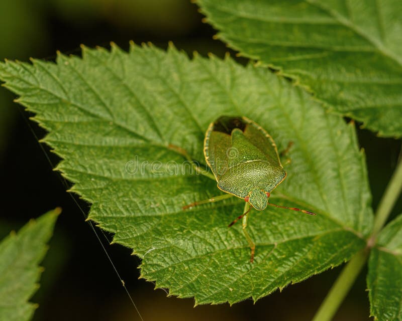 Green Forest Bug on a Branch Stock Image - Image of pest, entomology ...