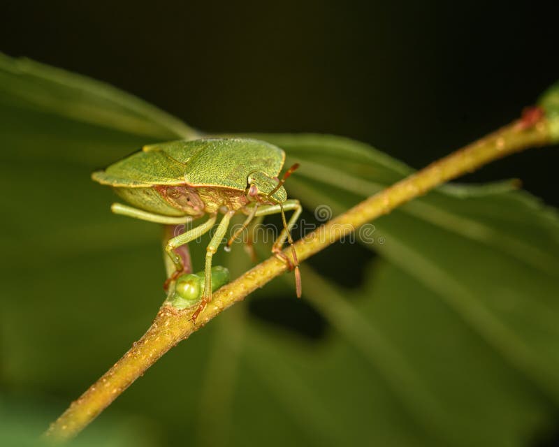 Green Forest Bug on a Branch Stock Photo - Image of macro, hopper ...
