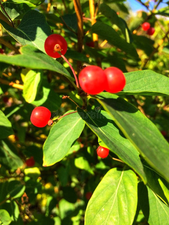 Red Forest Berries Summer Day Stock Image - Image of plants ...