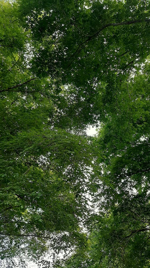 Calm Jungle Stream in the Rainforest Creek Stock Photo - Image of river ...