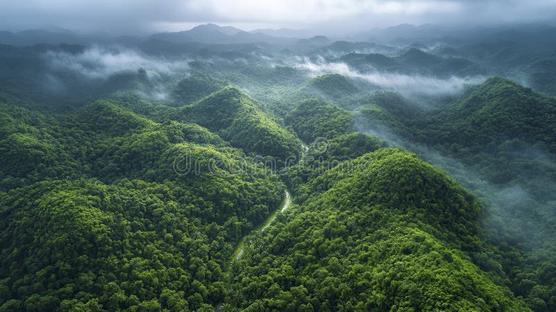 Green Forest Canopy with Mountain Background during Cloudy Weather and ...