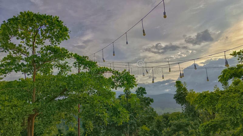 Green Forest Canopy with String Lights Under Cloudy Sky Stock Image ...