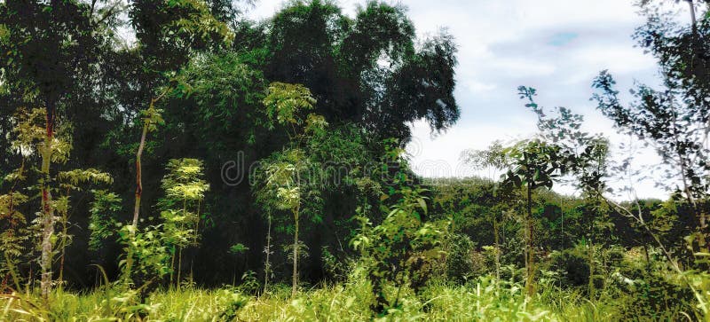 Green Forest in the Central Jawa Here Stock Image - Image of forest ...
