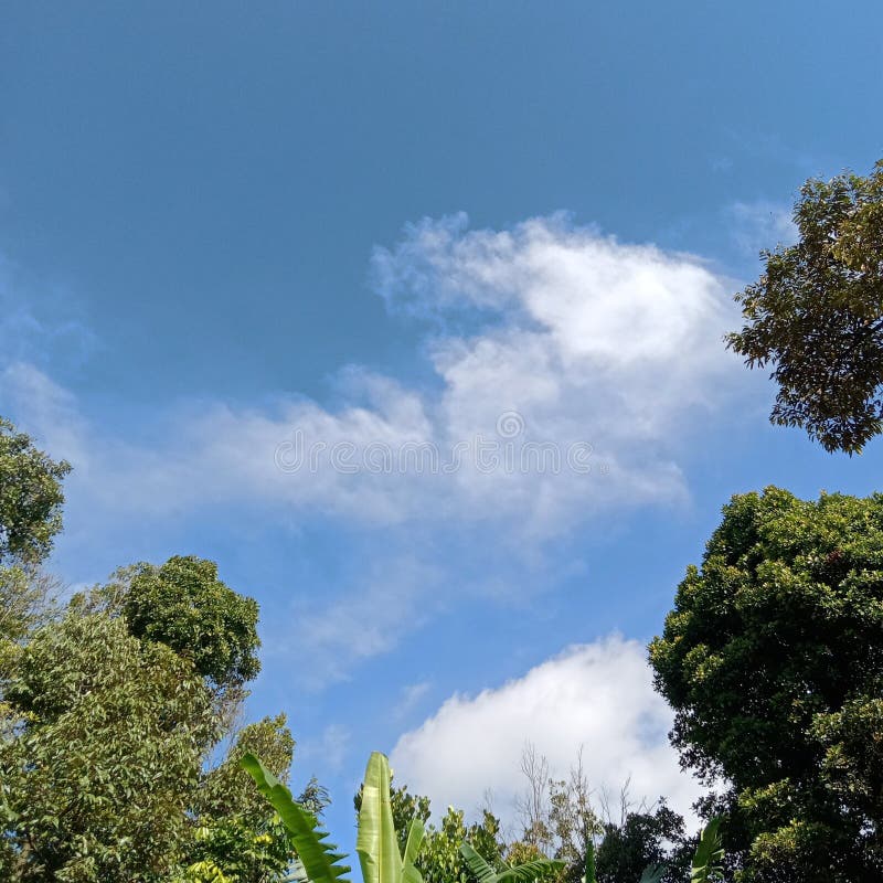Green Forest Clouds and Skys Stock Image - Image of forest, clouds ...
