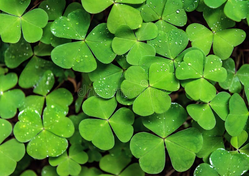 Green Forest Clover Texture Stock Photo - Image of summer, botany ...