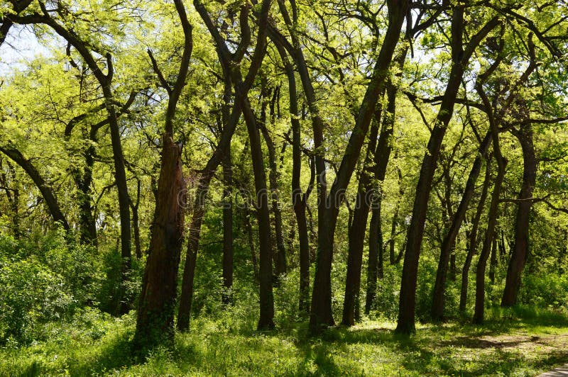 Green Forest with Crooked Trees Stock Photo - Image of green, nature ...