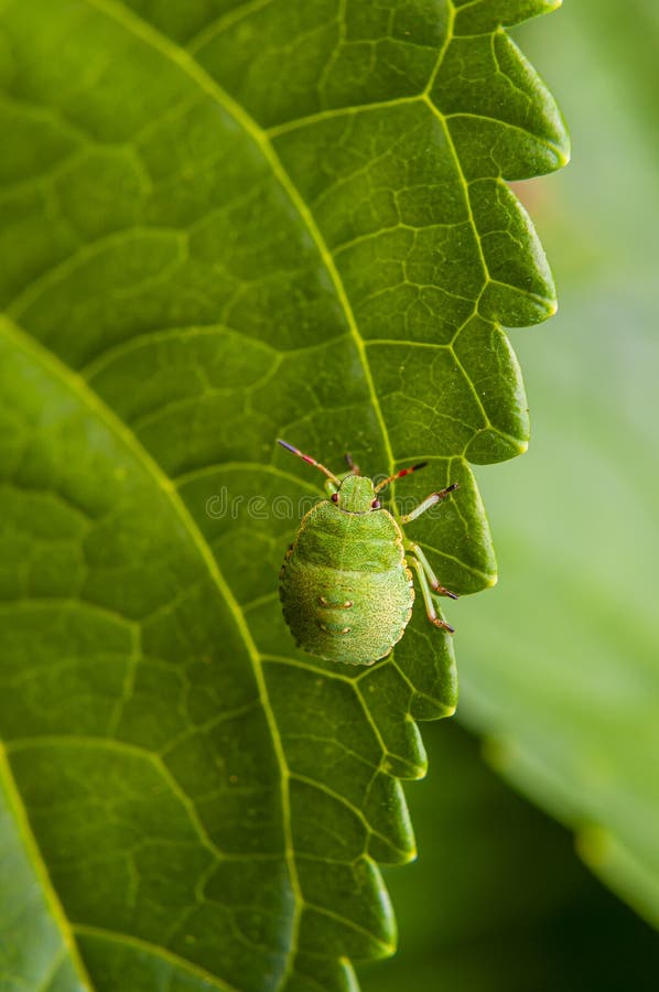 Green forest shield bug stock photo. Image of stink - 194431422