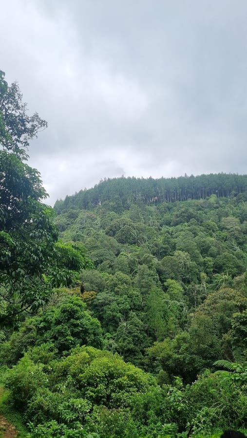 Green forest of curug stock image. Image of green, forest - 354720957