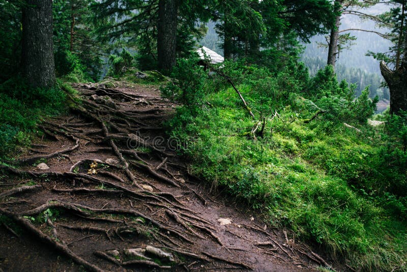 Green Forest at Daytime, Beautiful Nature Landscape Stock Image - Image ...