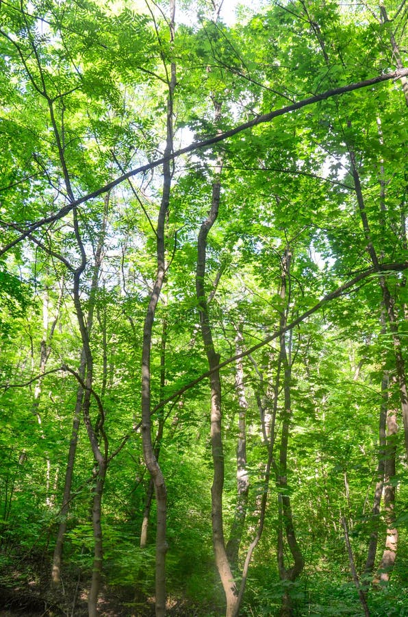 Deciduous Summer Forest With Path Stock Photo - Image of leaf, foliage ...