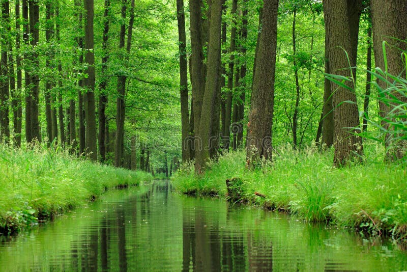Green Forest of Deciduous Trees Reflecting in River, Spreewald, Germany ...