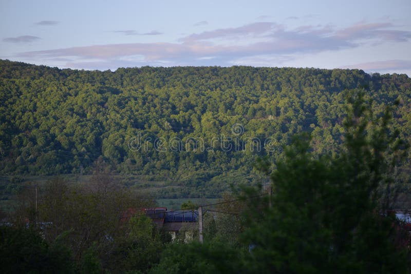 Green Forest in Early Spring at Sunset Stock Photo - Image of panorama ...