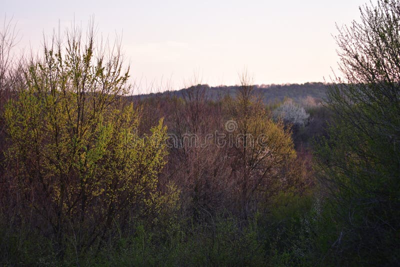 Green Forest in Early Spring at Sunset Stock Photo - Image of blue ...