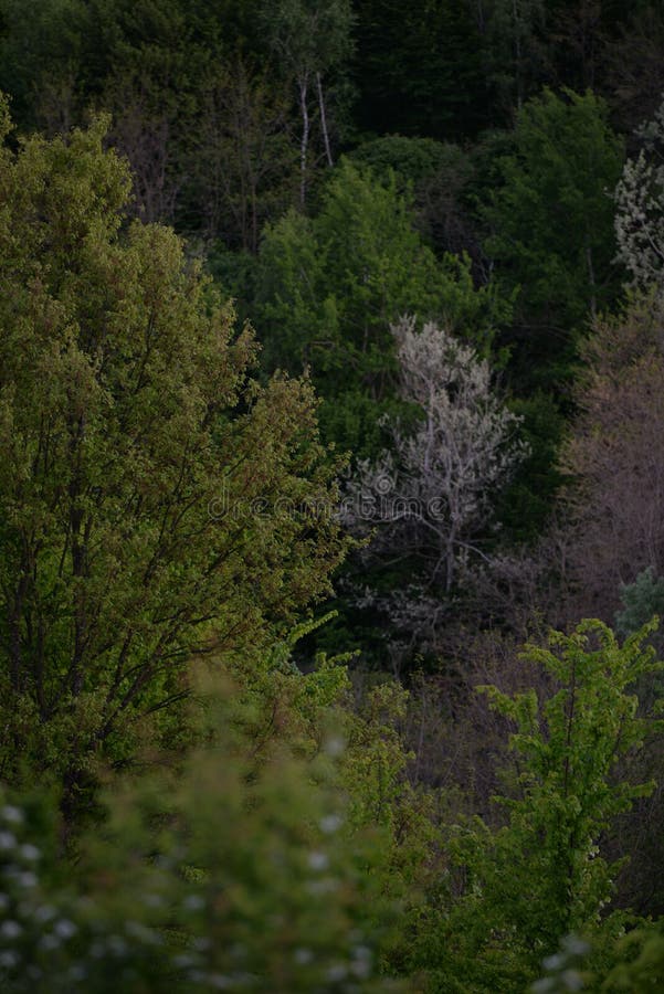 Green Forest in Early Spring at Sunset Stock Image - Image of rural ...