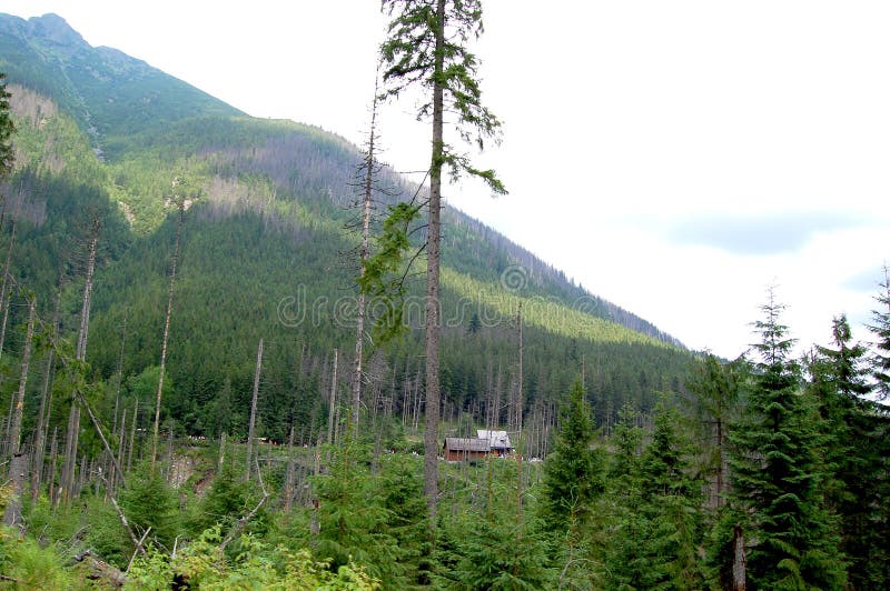 Green Forest at the Edge of the Gentle Hills Stock Photo - Image of ...