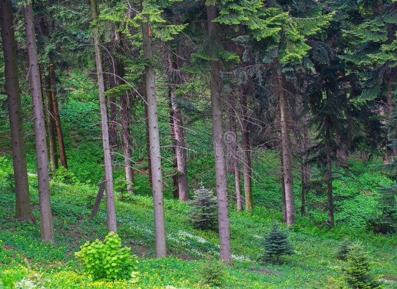 Green forest edge stock photo. Image of backwoods, rhythm - 65576910