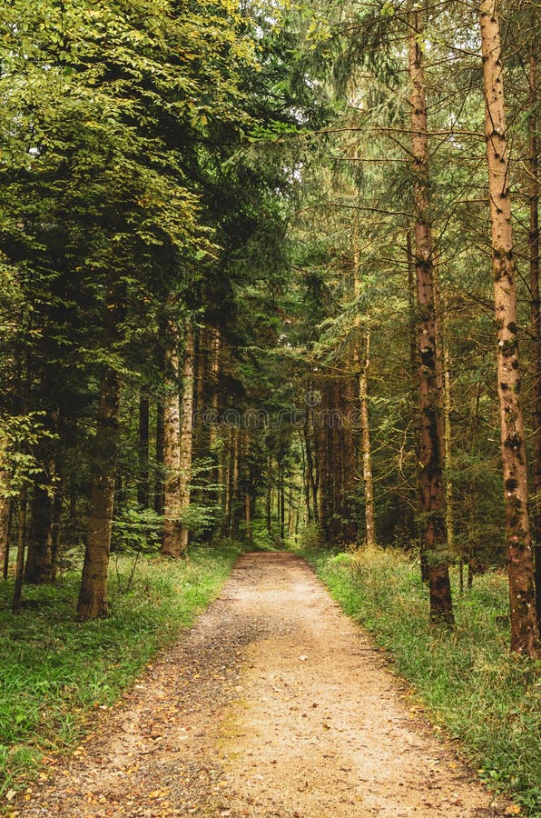 Green Forest Empty Trail or Footpath. Moody Late Summer Scene, No ...