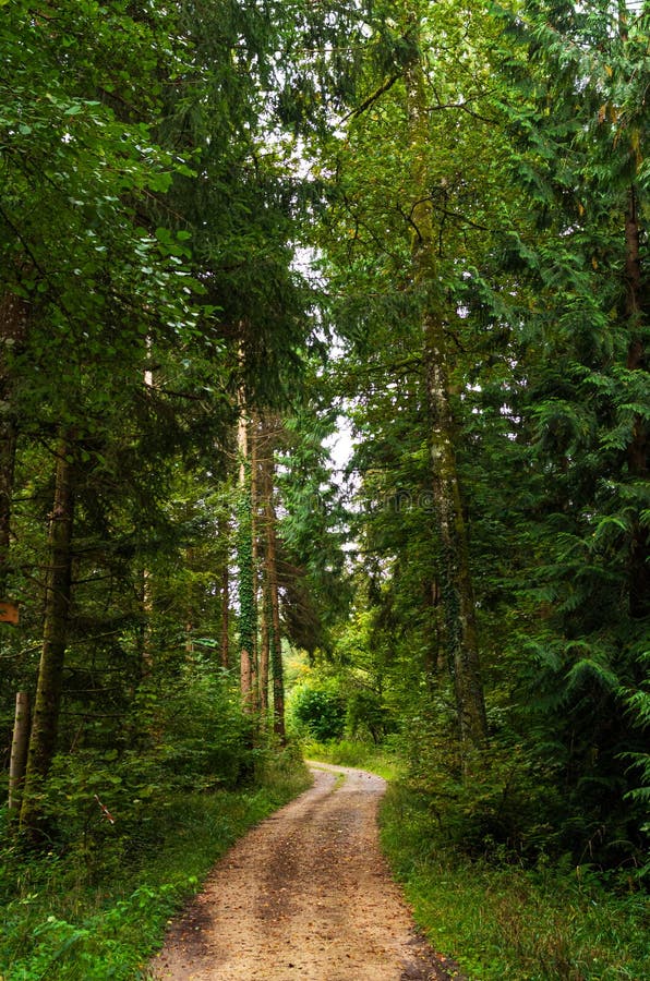Green Forest Empty Trail or Footpath. Moody Late Summer Scene, No ...