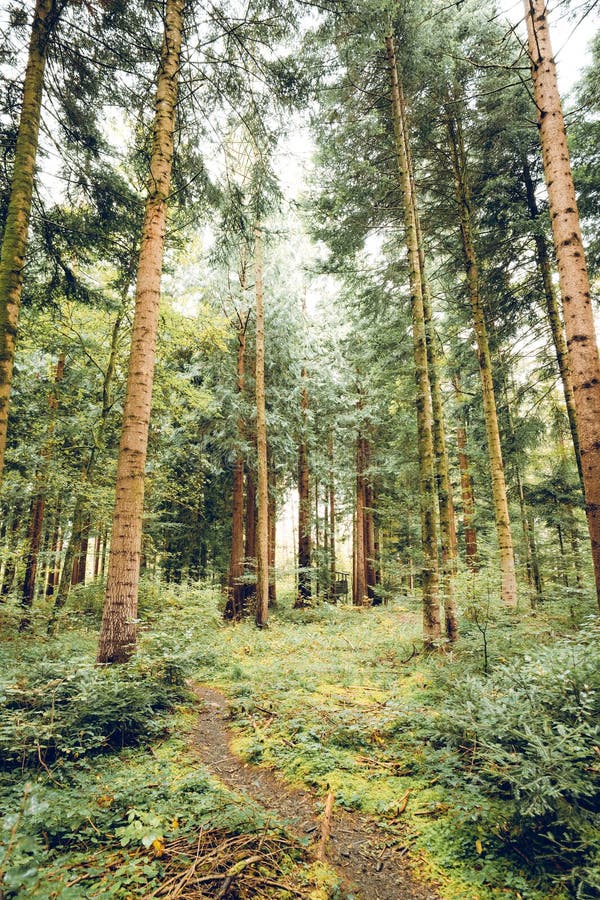 Green Forest Empty Trail or Footpath. Moody Late Summer Scene, No ...