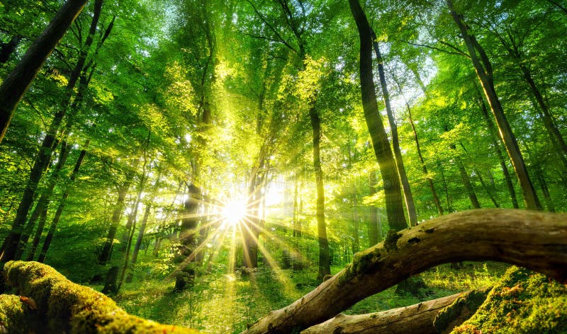 Green Forest Enchanted by the Sun Stock Image - Image of scene, magical ...