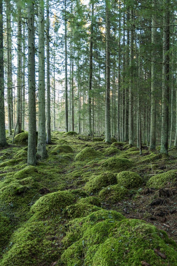 Green untouched forest stock image. Image of moss, nature - 39831717
