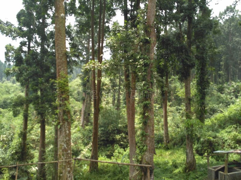 Green Forest with Extraordinary Views of Beautiful Trees Stock Image ...