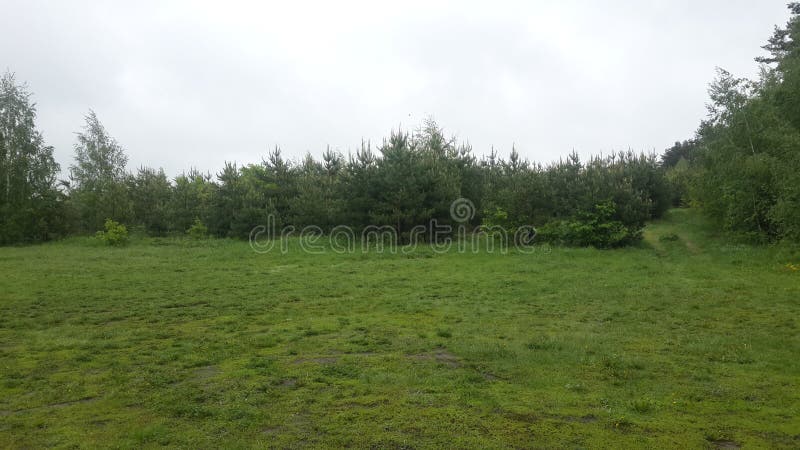 Green forest stock photo. Image of field, green, nature - 109040738