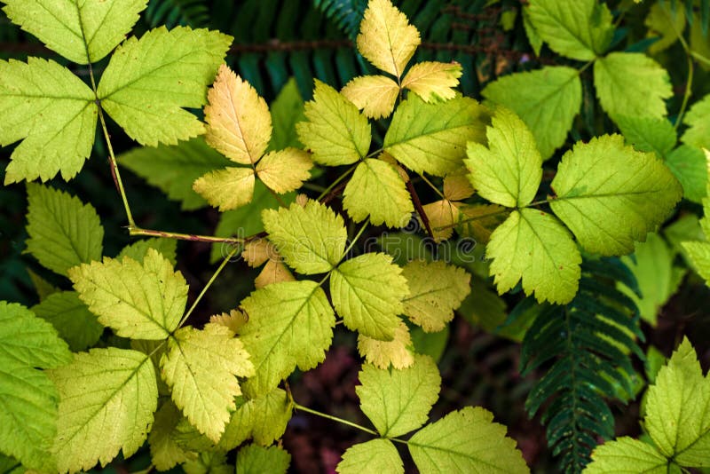 Green Forest Floor Leaves Growing Stock Photo - Image of ornamental ...