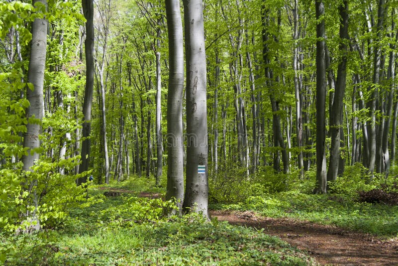 Green forest stock image. Image of nonurban, autumn, light - 40578187