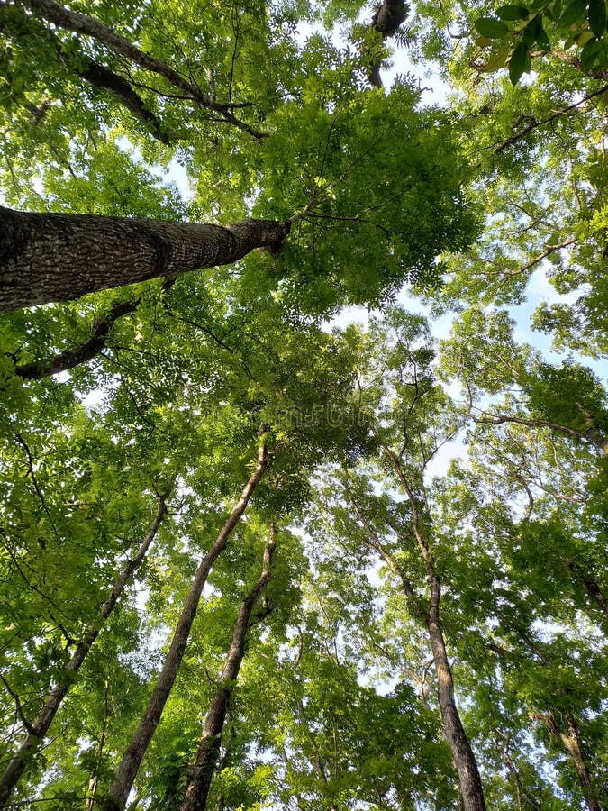Green Forest with Full of Tall Trees Stock Photo - Image of trees, full ...