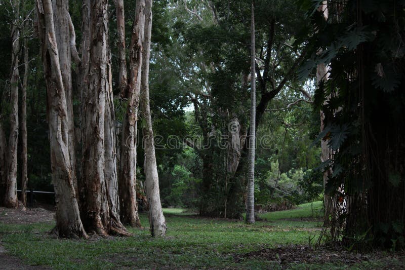 Green Forest Full of Tall Trees, Lush Foliage, Nature, Landscape Stock ...