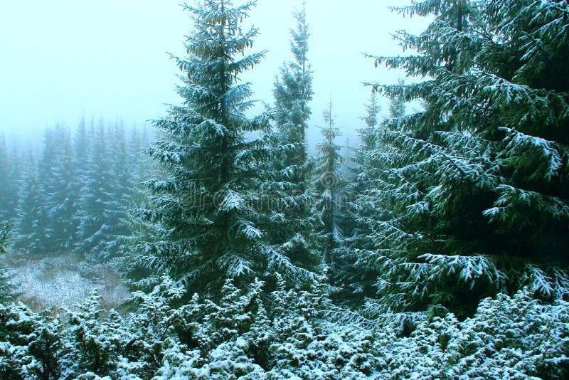 Green Forest with Fur-trees Stock Photo - Image of background, wood ...