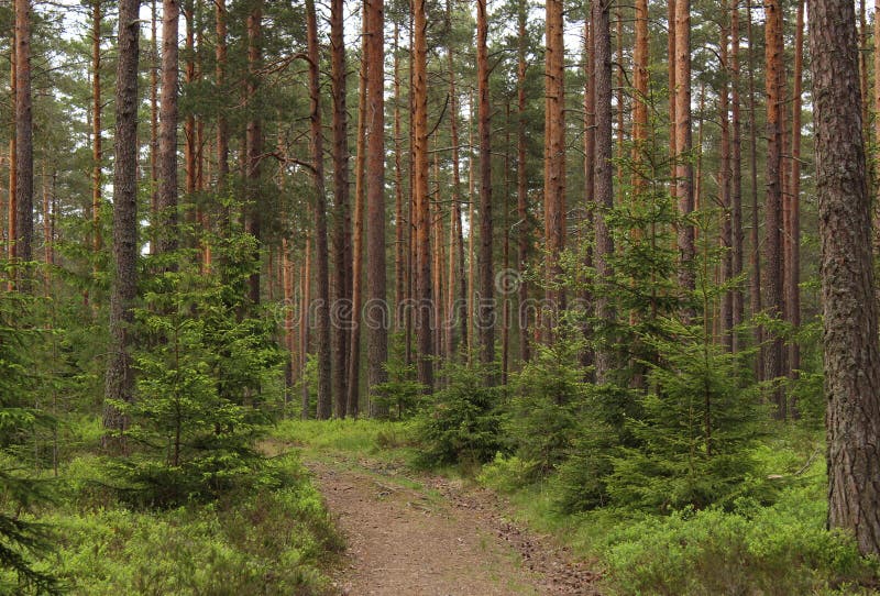 Green Forest with Fur-trees, Pine Trees, Green Blueberry Bushes Stock ...