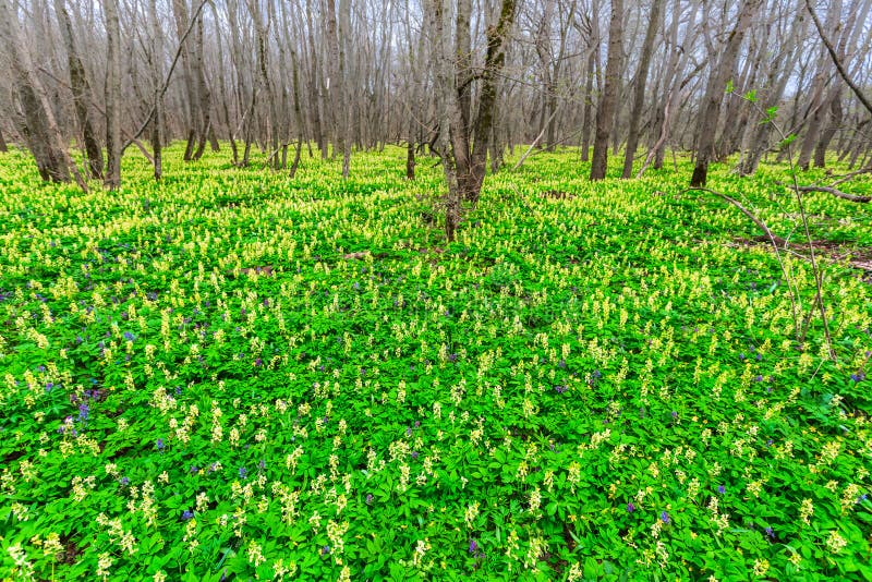 Green Forest Glade Landscape Stock Image - Image of lush, smell: 90731457