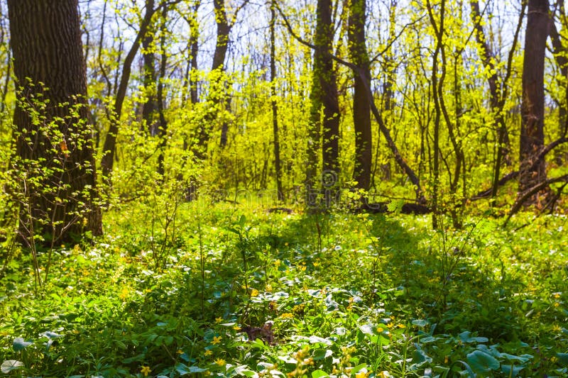Green Forest Glade at the Spring Sunny Day Stock Photo - Image of glade ...